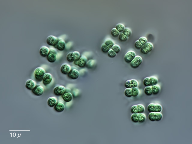 Freshwater and other micro-organisms from Germany: Eucapsis alpina, Procaryota/ Cyanobacteria